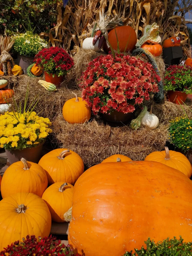 Fall’s Best: Carousel Dairy Bar & Cafe Corn Maze—Two Corn Stalk Mazes ...