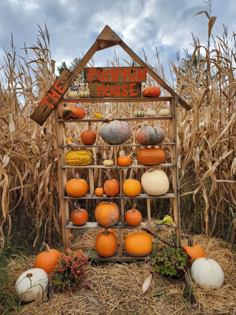 Fall’s Best: Carousel Dairy Bar & Cafe Corn Maze—Two Corn Stalk Mazes ...